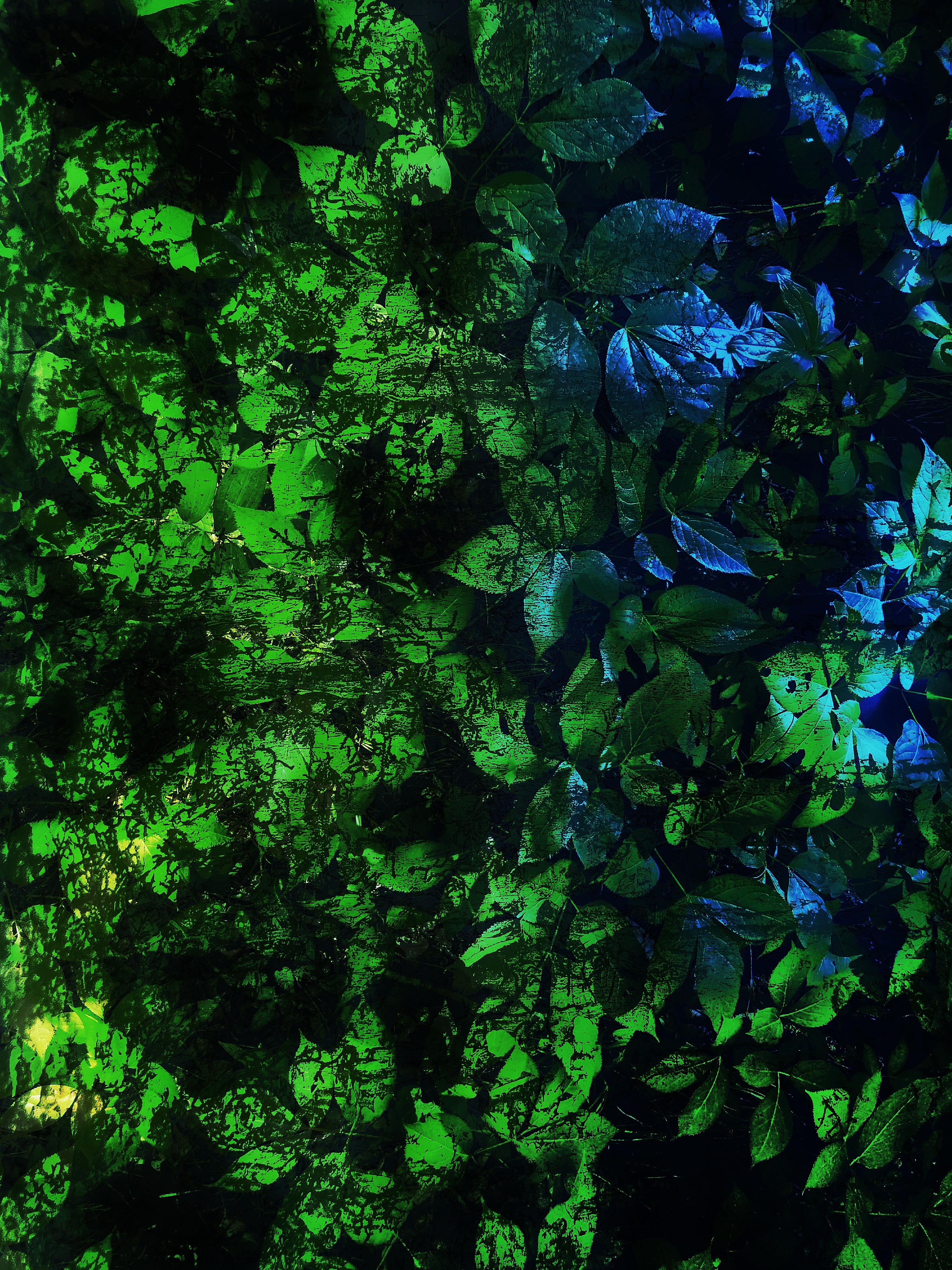 shades of shade ruthenium – wildscape. literary journal
